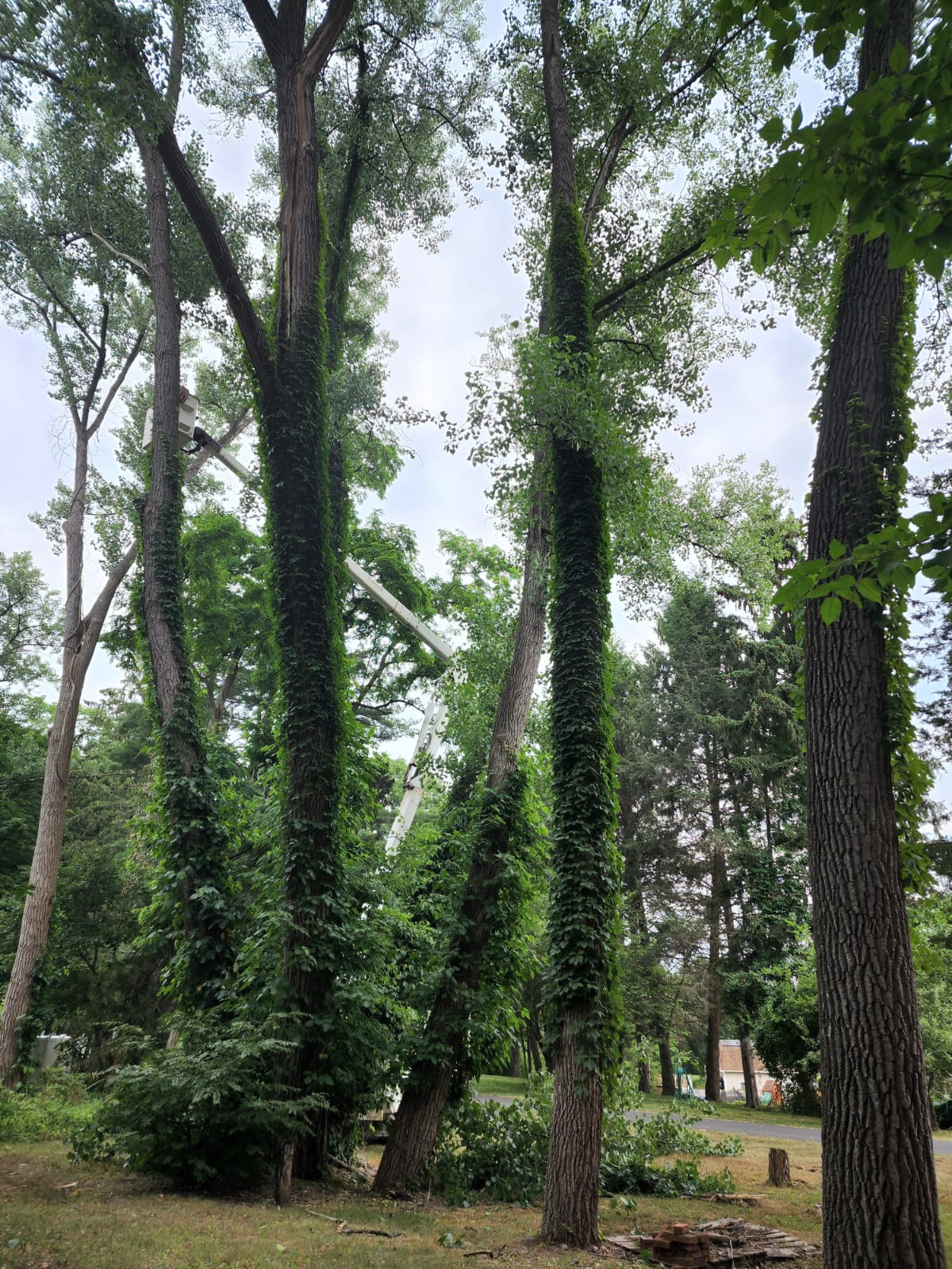 Little Stevies Tree Work