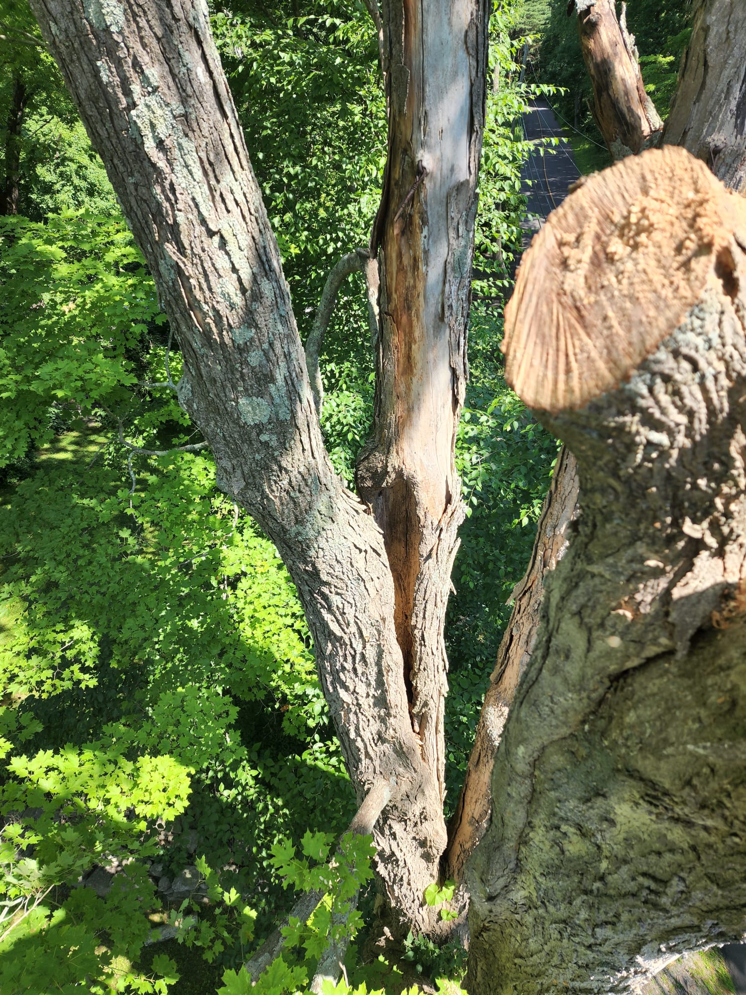 Little Stevies Tree Work